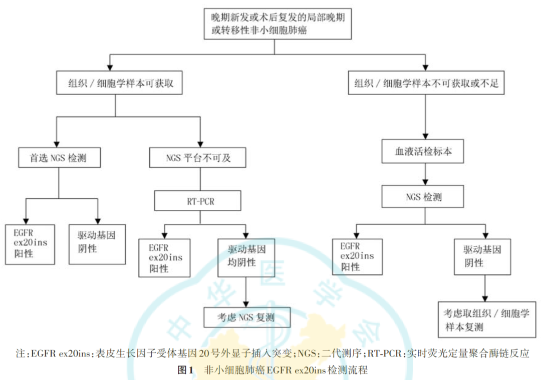 指南与共识 | 非小细胞肺癌EGFR 20号外显子插入突变检测临床实践中国专家共识（2024版）_CACLP体外诊断资讯网